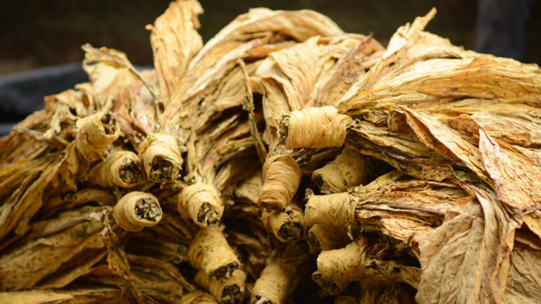 Zimbabwe | Premium Tobacco Group